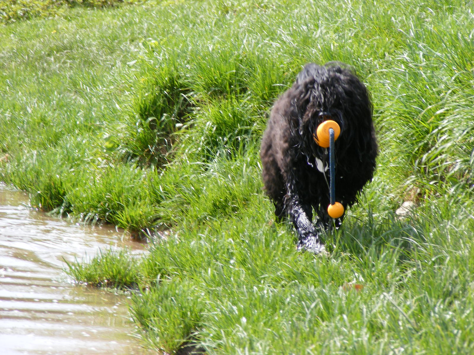 Habca braucht ein FunMot › Die Hundephilosophin | Hundeschule ...